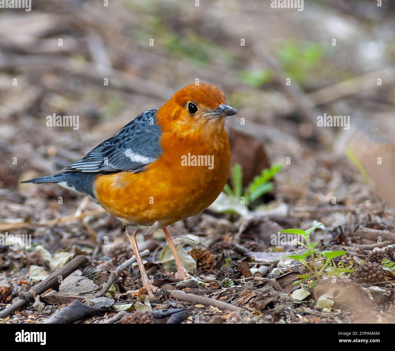 orange-headed ground thrush (Zoothera citrina, Geokichla citrina ...