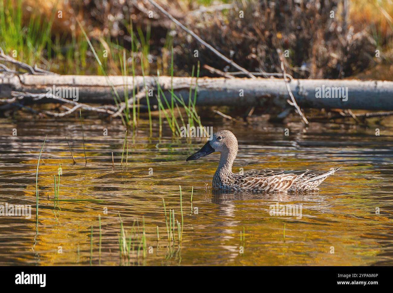 Argentine shoveler (Spatula platalea, Anas platalea), female swimming ...