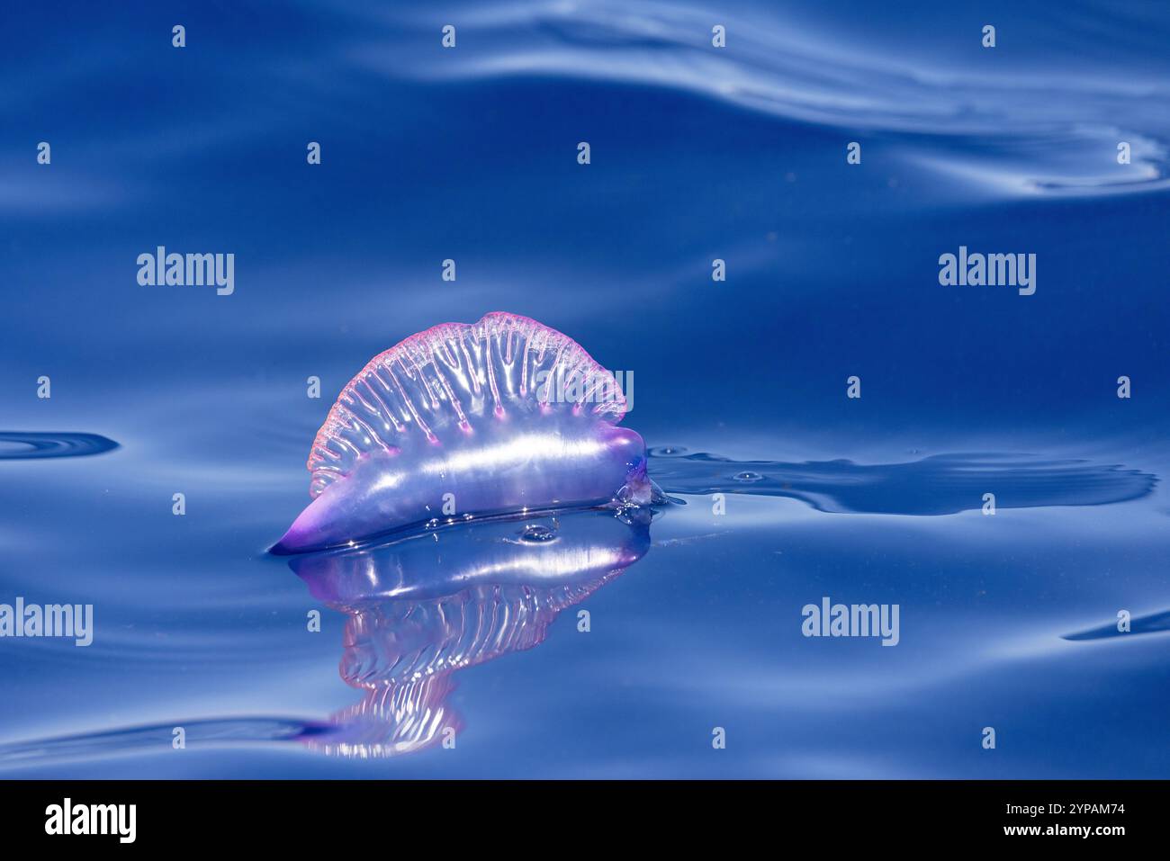 Portuguese man-of-war, Portuguese man-o-war, blue-bottle (Physalia ...