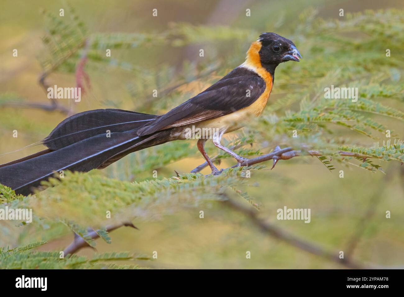 Exclamatory paradise whydah, Uelle paradise whydah, Long-tailed ...