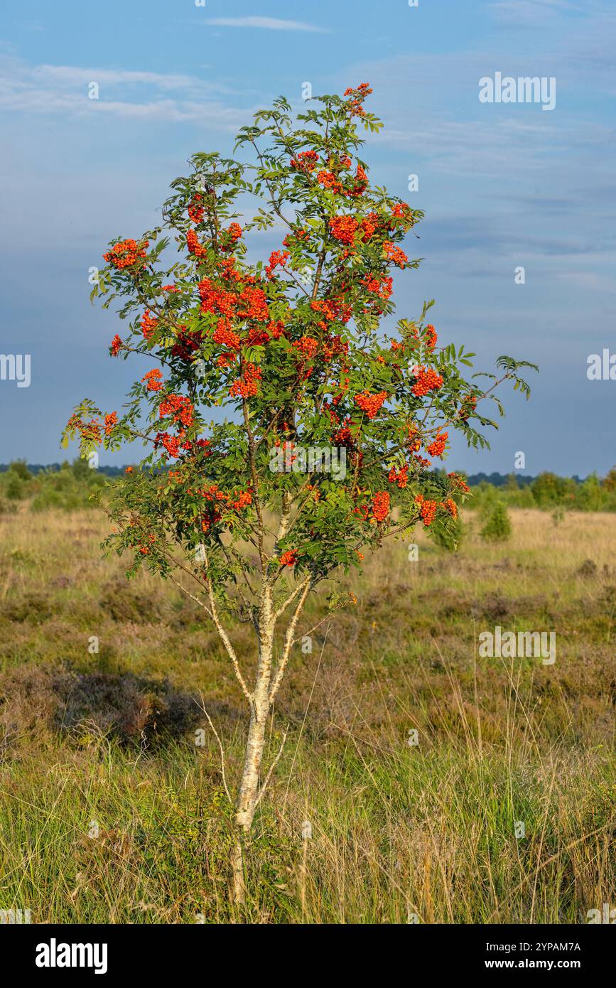 European mountain-ash, rowan tree (Sorbus aucuparia), Small tree with ...