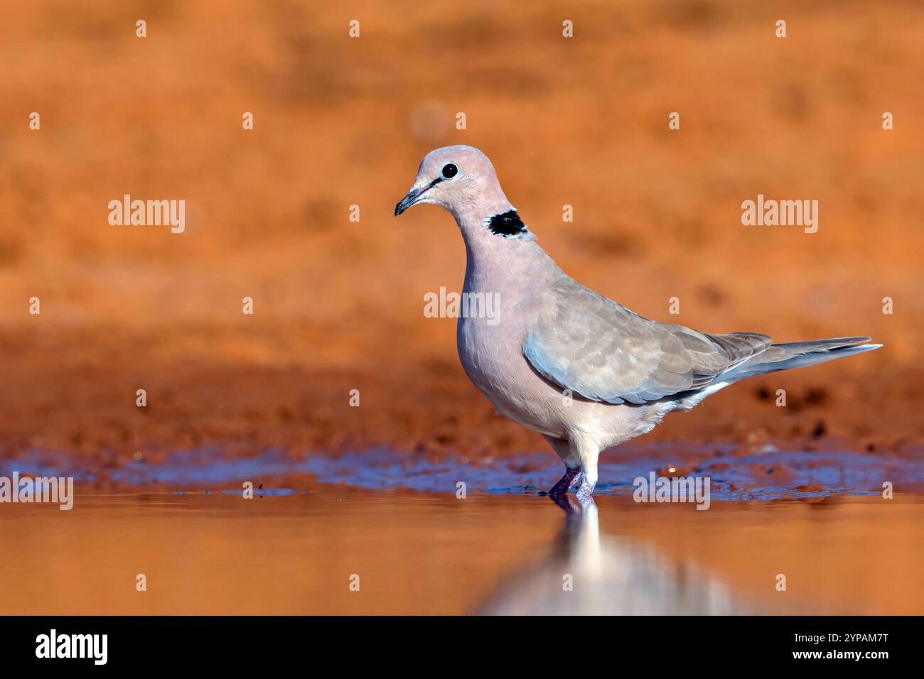 Vinaceous dove (Streptopelia vinacea), standing in shallow water on the ...