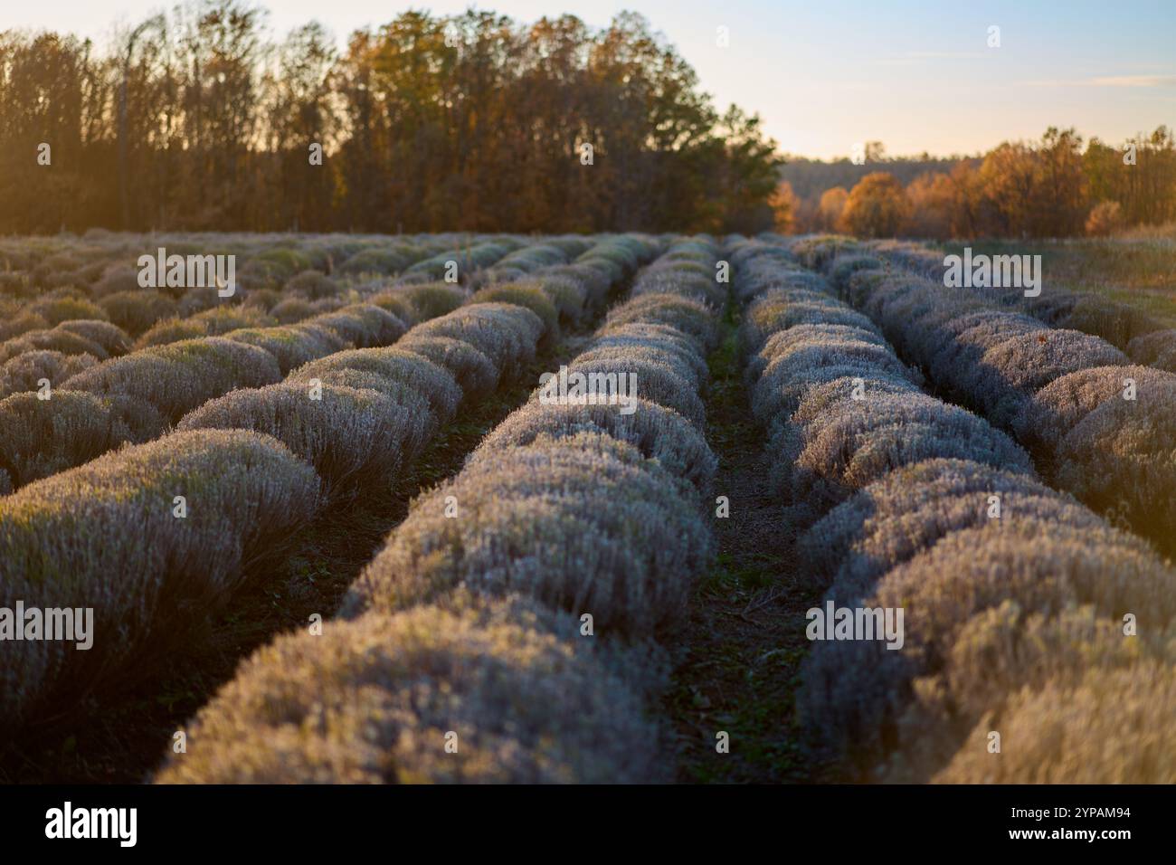 Trimmed lavender bushes on a plantation, in the early winter Stock ...