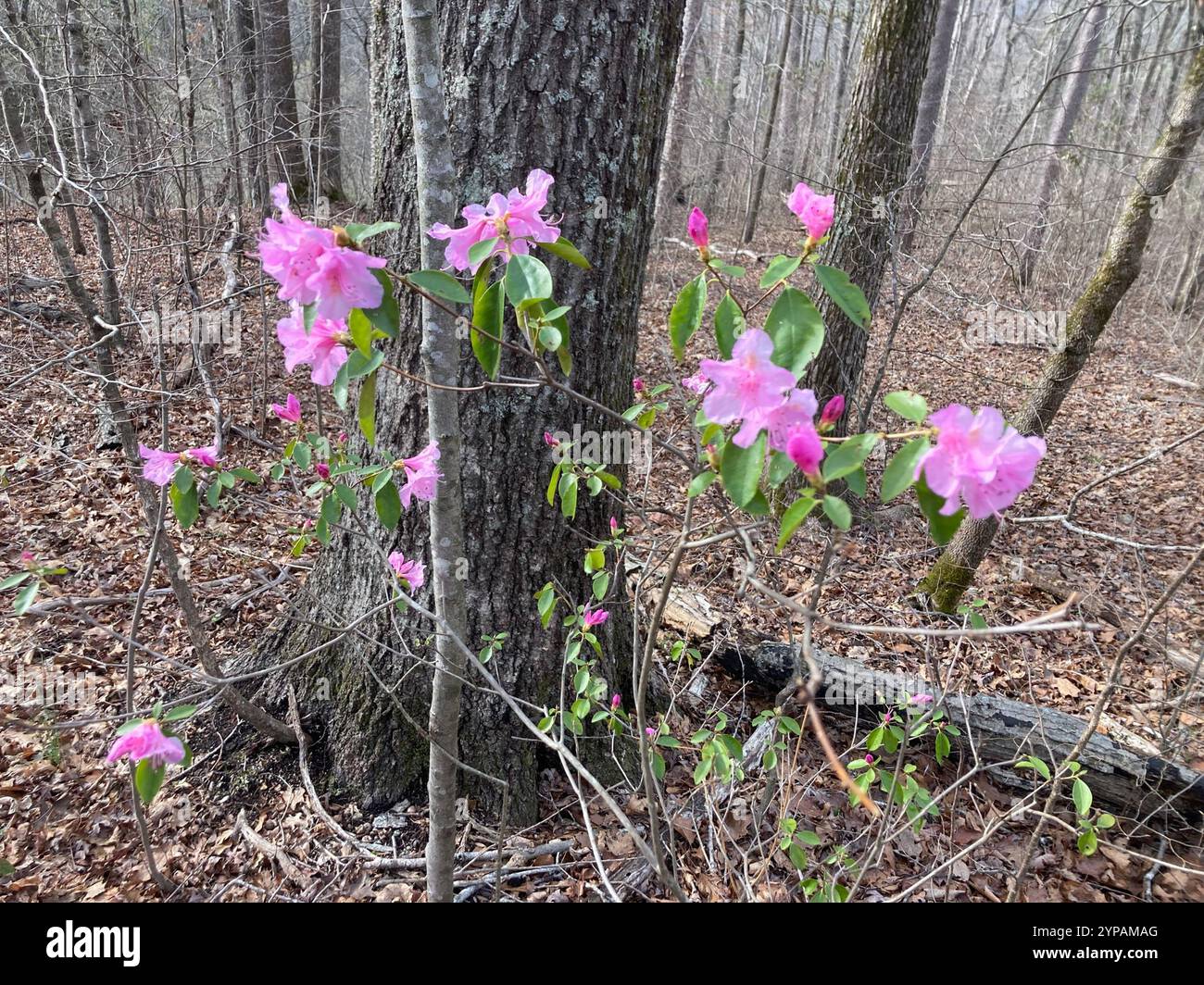 rhododendrons and azaleas (Rhododendron Stock Photo - Alamy
