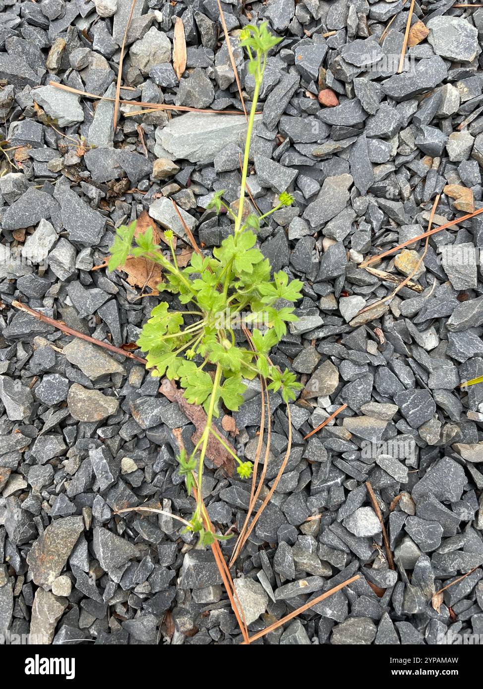 smallflower buttercup (Ranunculus parviflorus Stock Photo - Alamy