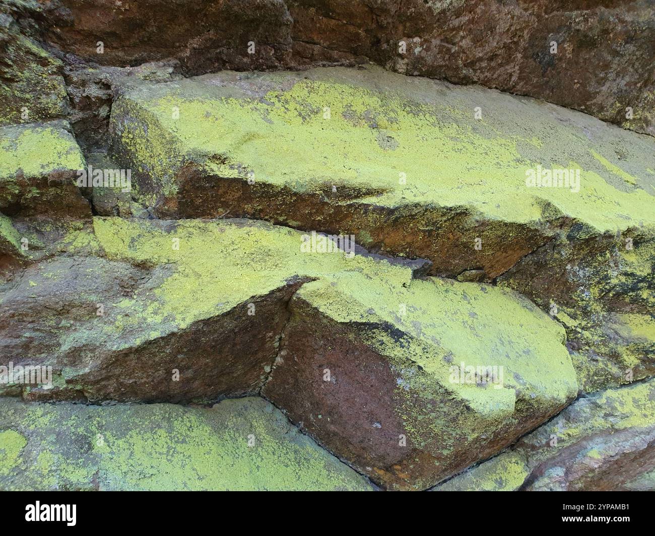 Chrysothrix chlorina hi-res stock photography and images - Alamy