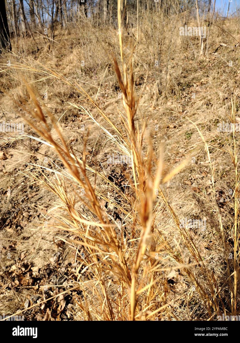 Broomsedge hi-res stock photography and images - Alamy