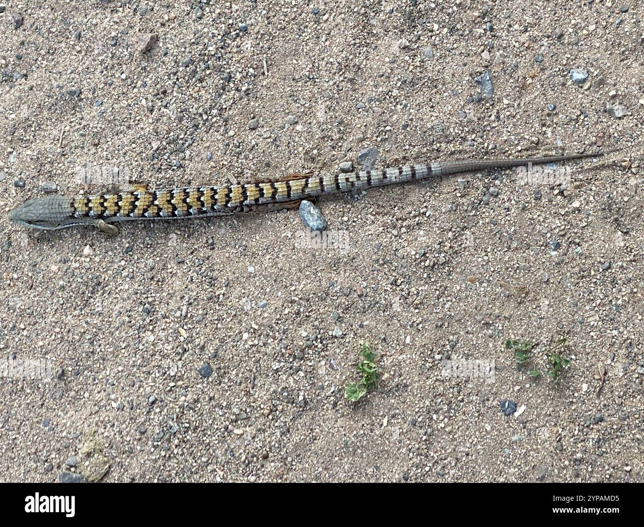 Southern Alligator Lizard (Elgaria multicarinata Stock Photo - Alamy