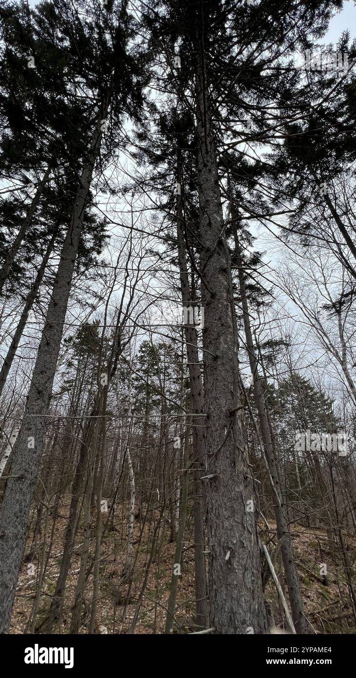 red spruce (Picea rubens Stock Photo - Alamy