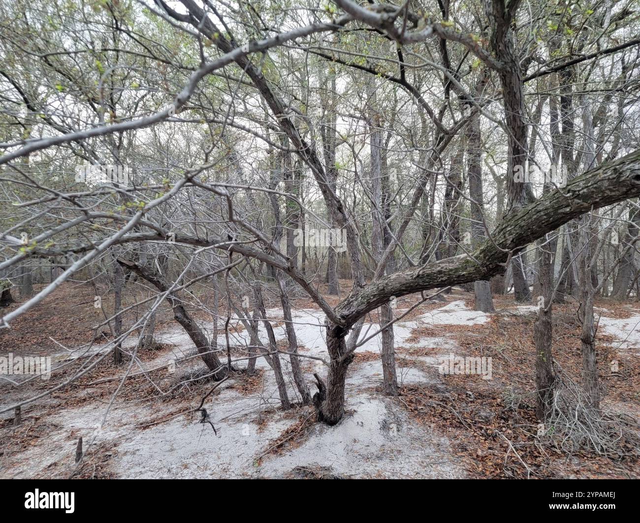 Winged Elm (Ulmus alata Stock Photo - Alamy