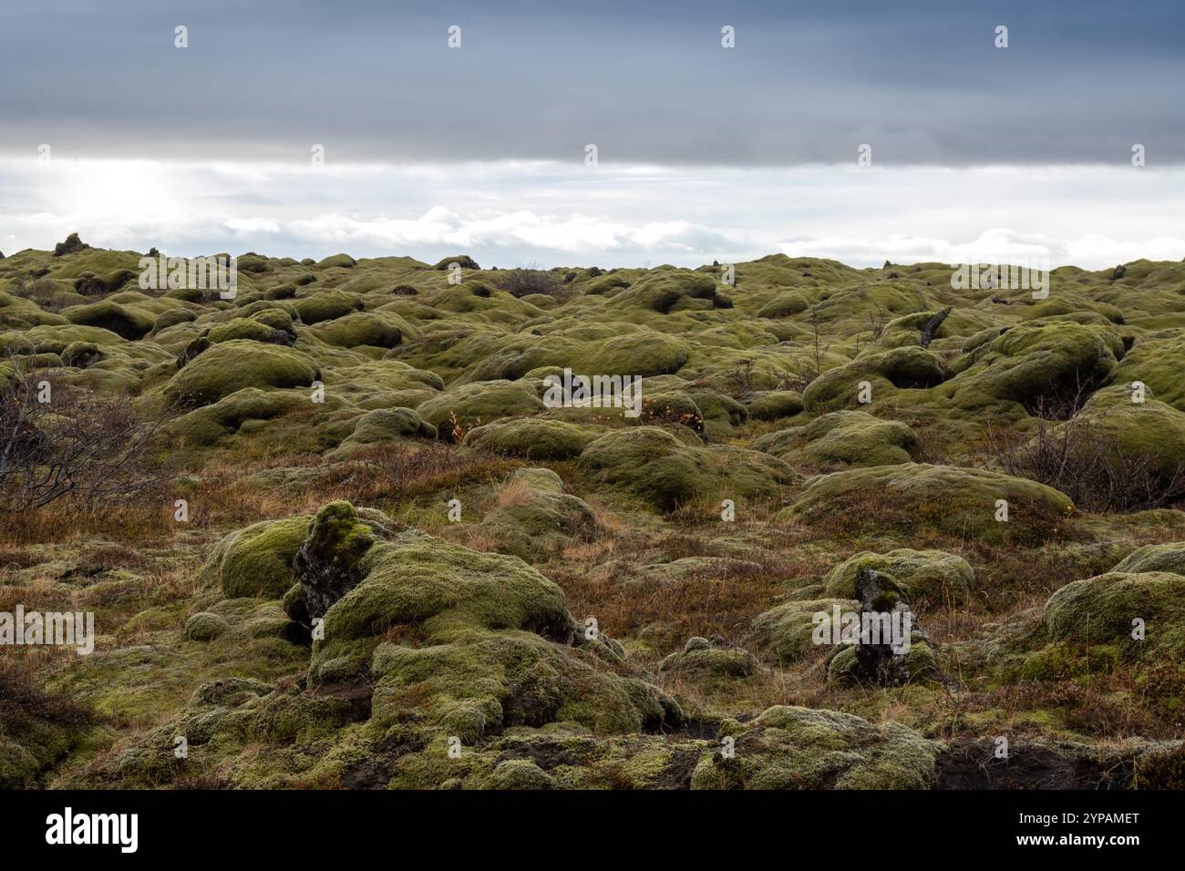 Structured surface of a lava field, covered by moss and lichen. Bright ...