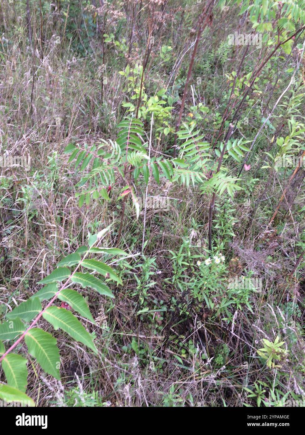 common panicled aster (Symphyotrichum lanceolatum lanceolatum Stock ...