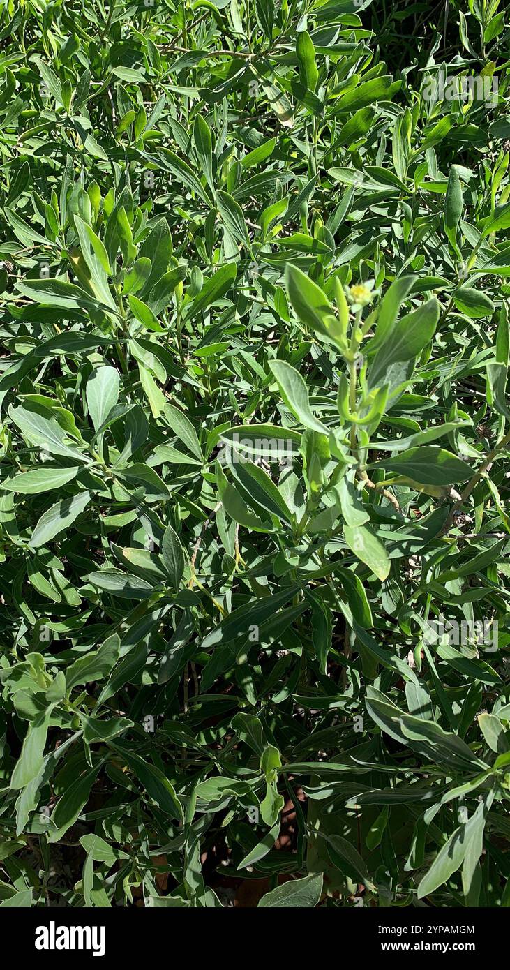 sea ox-eye (Borrichia frutescens Stock Photo - Alamy