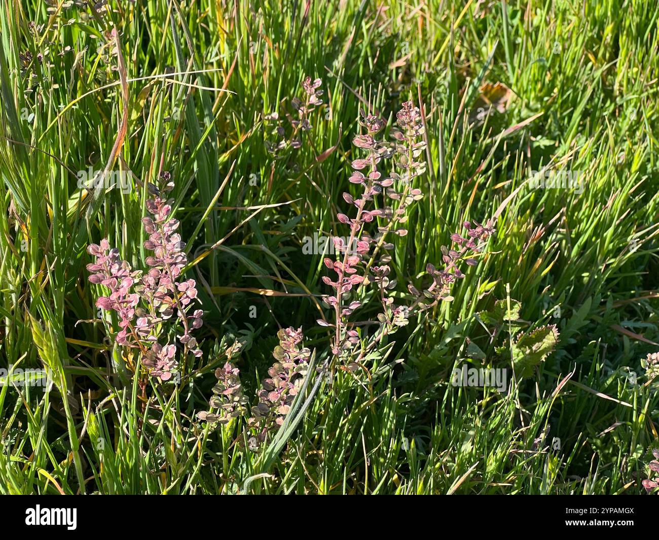 Shining Pepperweed (Lepidium nitidum Stock Photo - Alamy