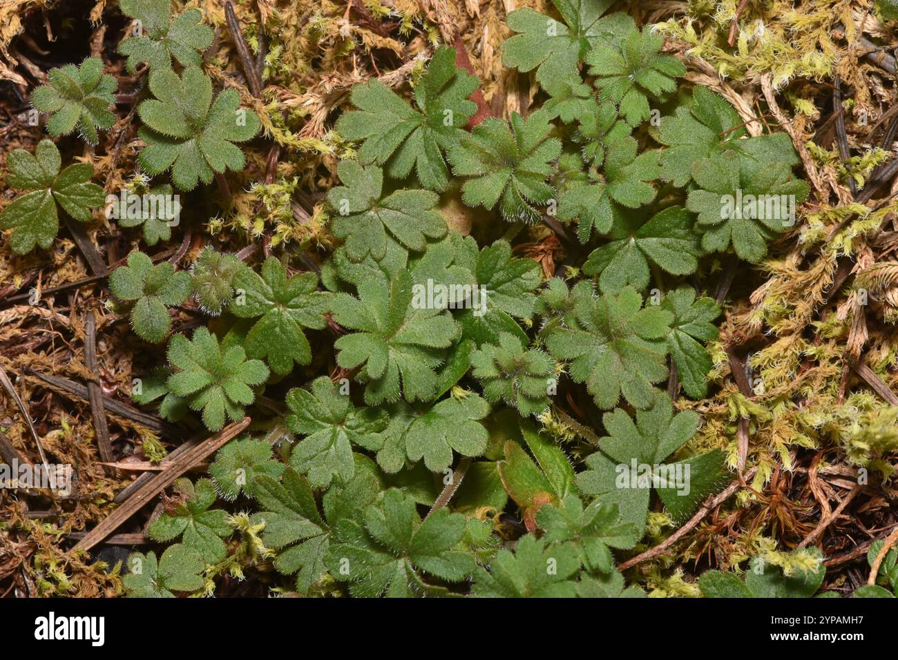 smallflower woodland star (Lithophragma parviflorum Stock Photo - Alamy