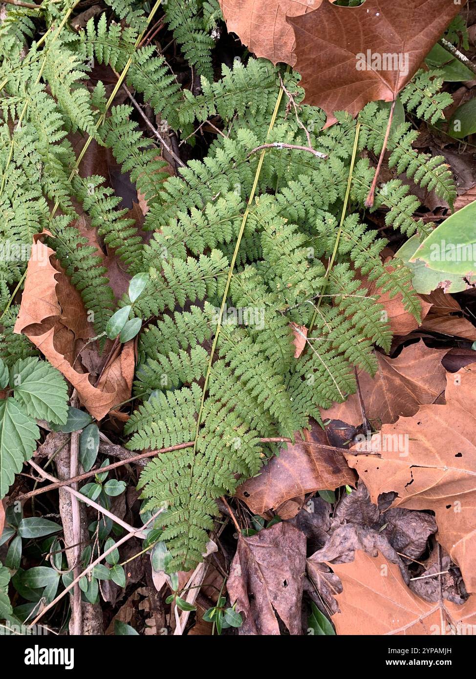 intermediate wood fern (Dryopteris intermedia Stock Photo - Alamy