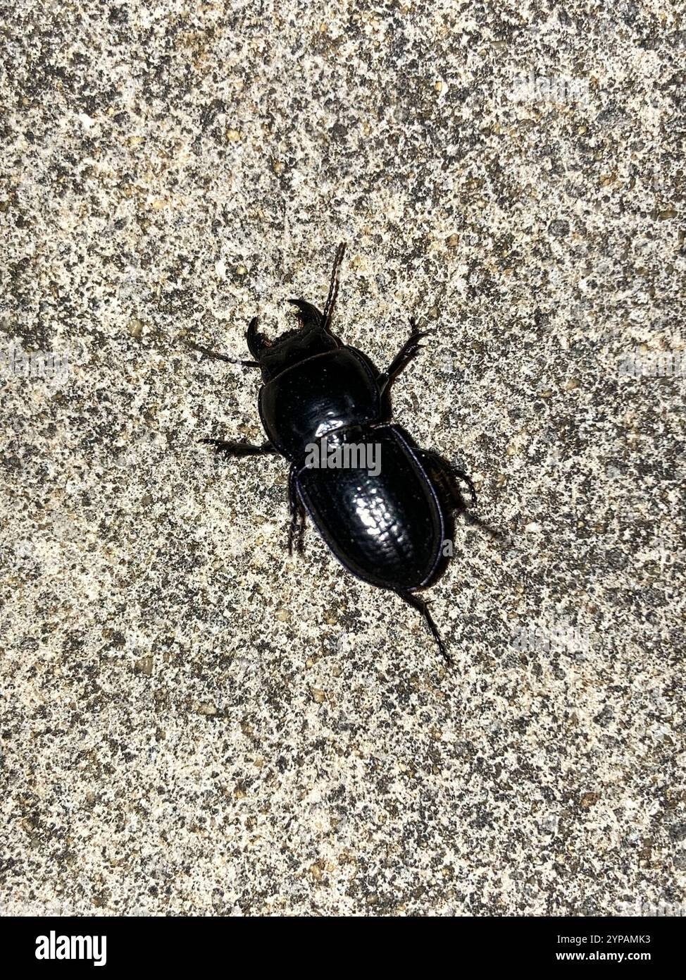 Warrior Beetles (Pasimachus Stock Photo - Alamy