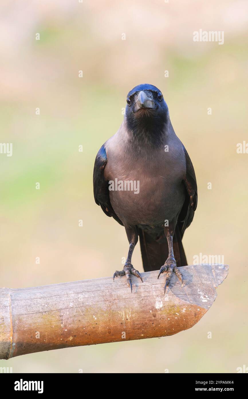 house crow (Corvus splendens), sitting on a fence, India Stock Photo ...