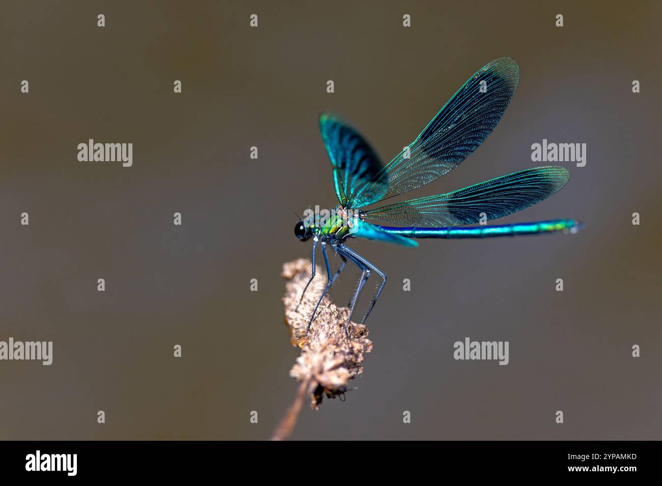 banded blackwings, banded agrion, banded demoiselle (Calopteryx ...
