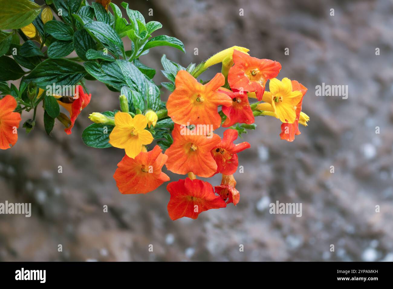 Marmalade bush (Streptosolen jamesonii), blooming, Madeira Stock Photo ...