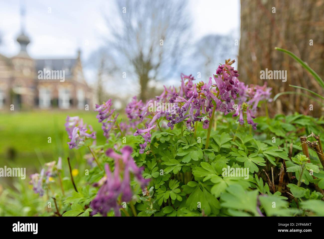 Solid-tubered corydalis, Bird in a Bush, Fumewort (Corydalis solida ...