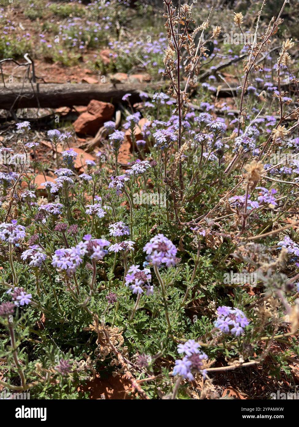 southwestern mock vervain (Glandularia gooddingii Stock Photo - Alamy