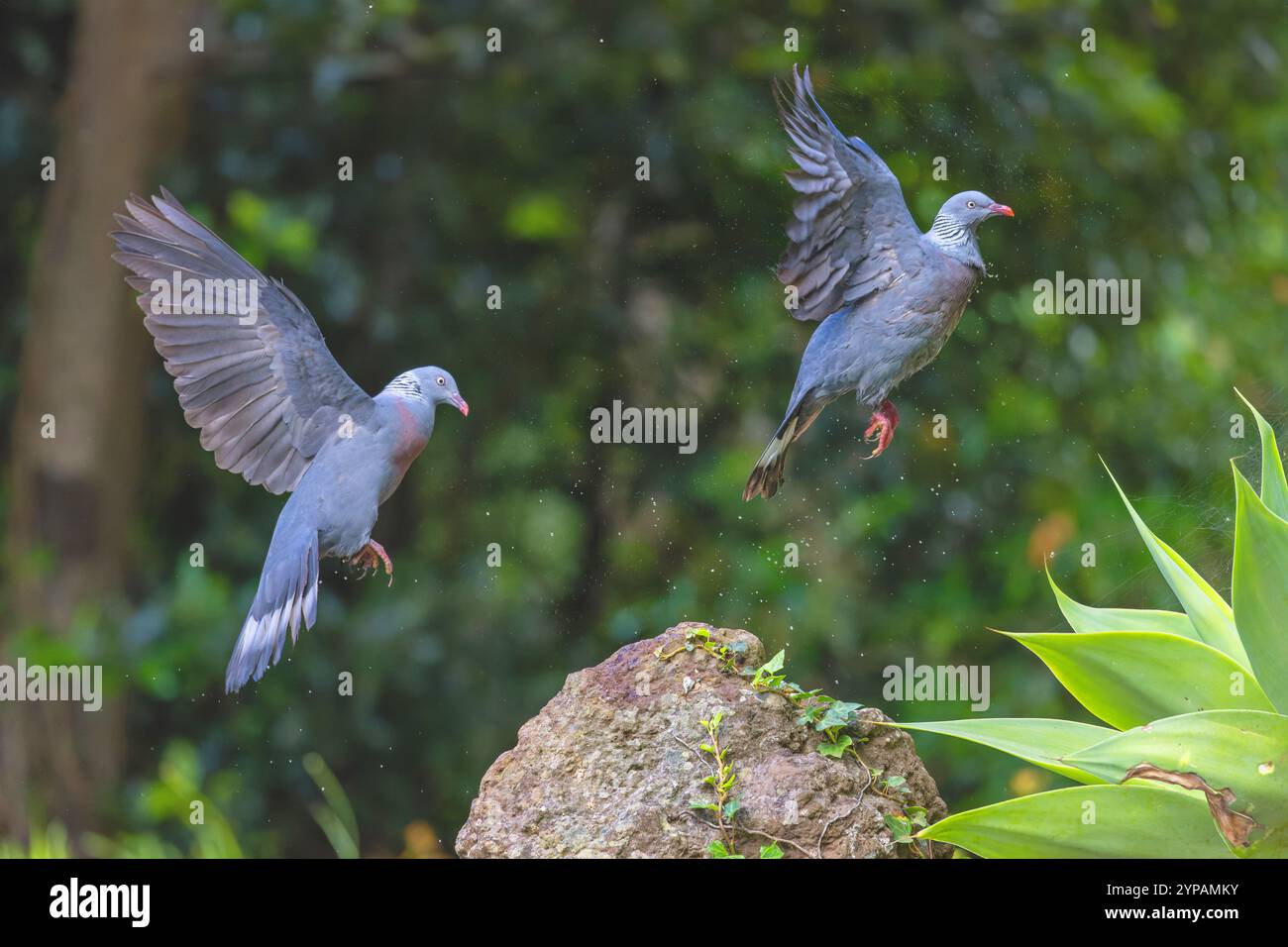2 palomas hi-res stock photography and images - Alamy