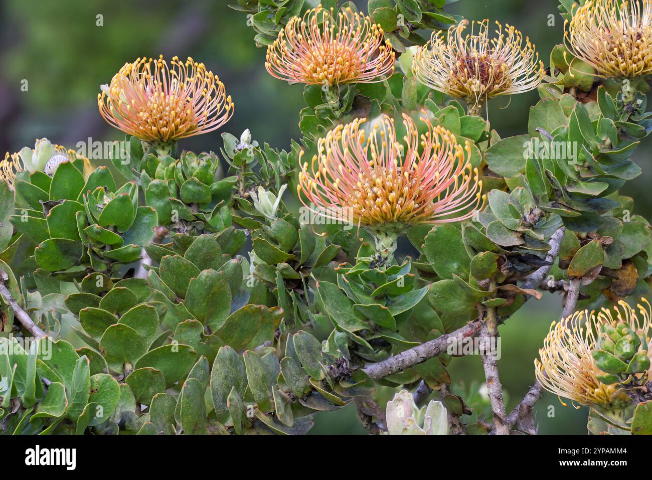 Nodding pincushion, Pincushion protea (Leucospermum cordifolium ...