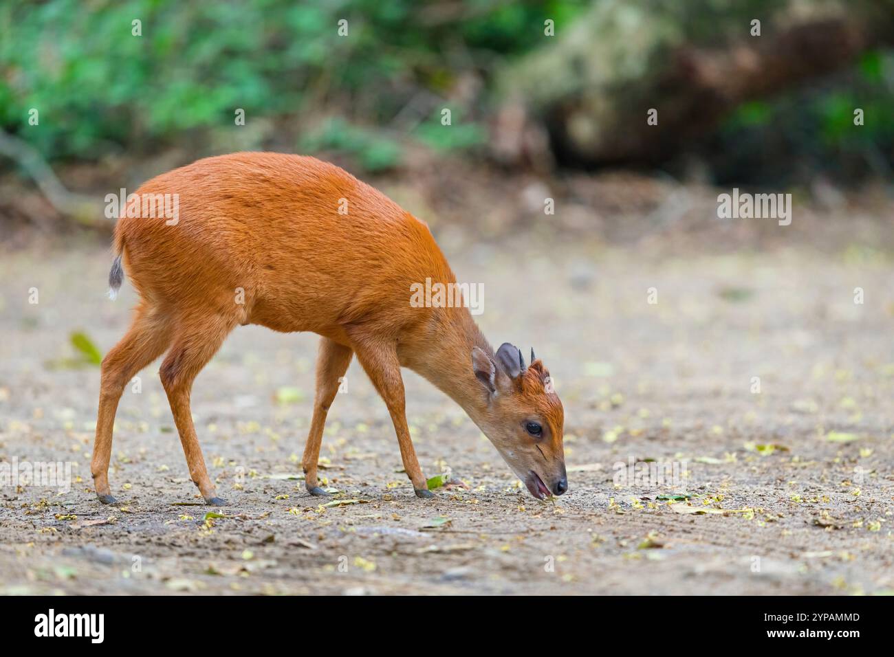 red forest duiker (Cephalophus natalensis), eating, South Africa ...
