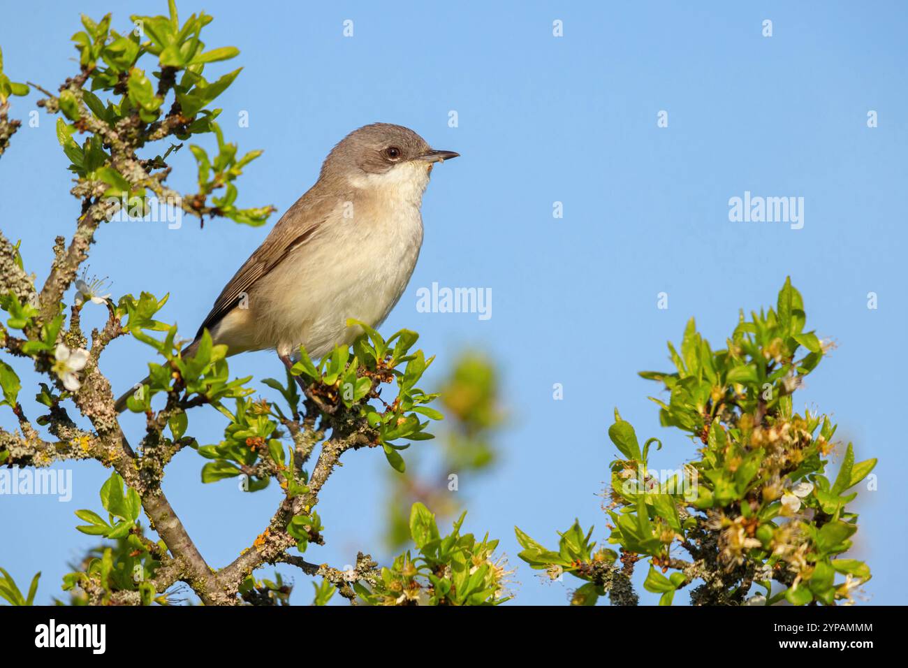 Lesser whitethroat (Sylvia curruca, Curruca curruca), sitting on a ...