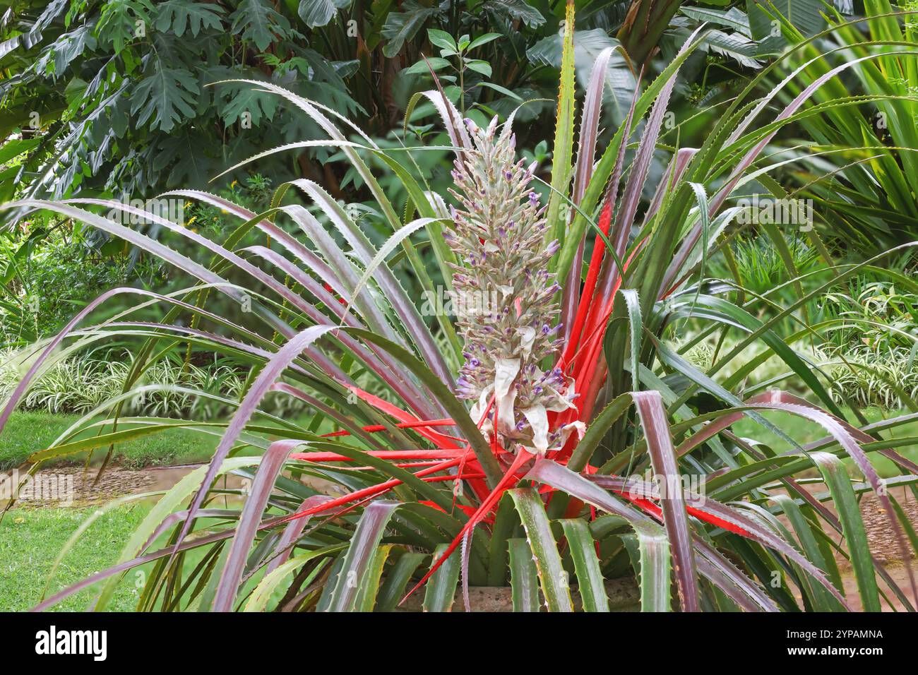 False pineapples hi-res stock photography and images - Alamy