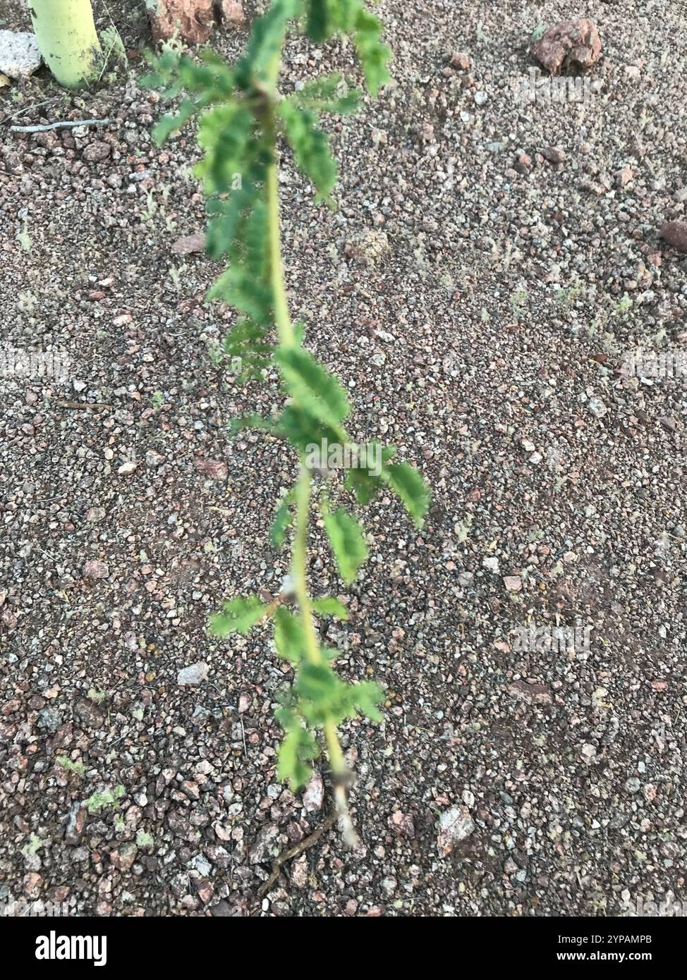 palo brea (Parkinsonia praecox Stock Photo - Alamy