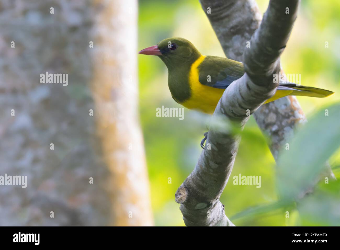 Green-headed oriole, Montane oriole (Oriolus chlorocephalus), sitting ...