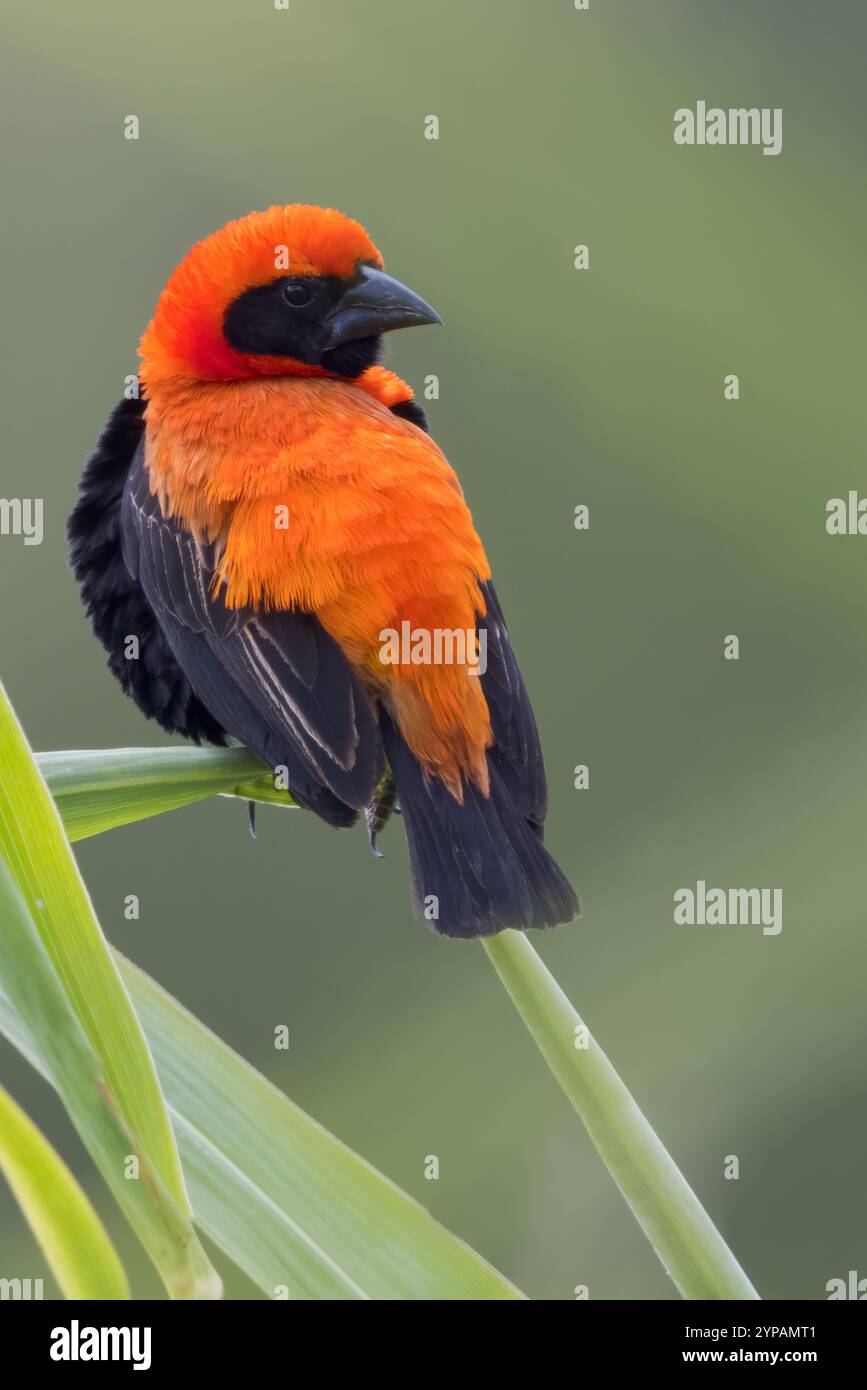 Red bishop bird species hi-res stock photography and images - Alamy