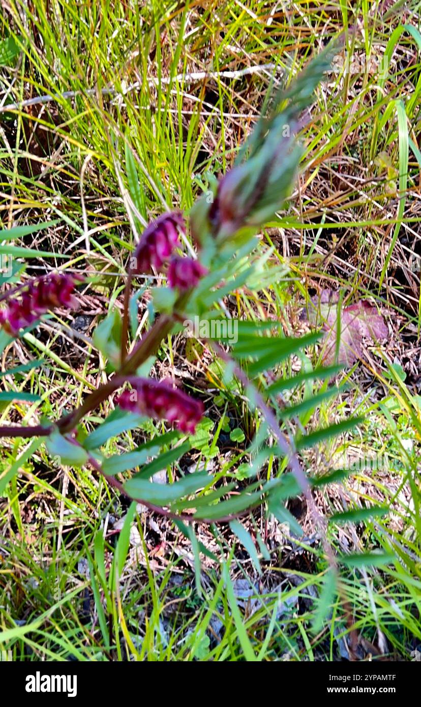 giant vetch (Vicia gigantea Stock Photo - Alamy