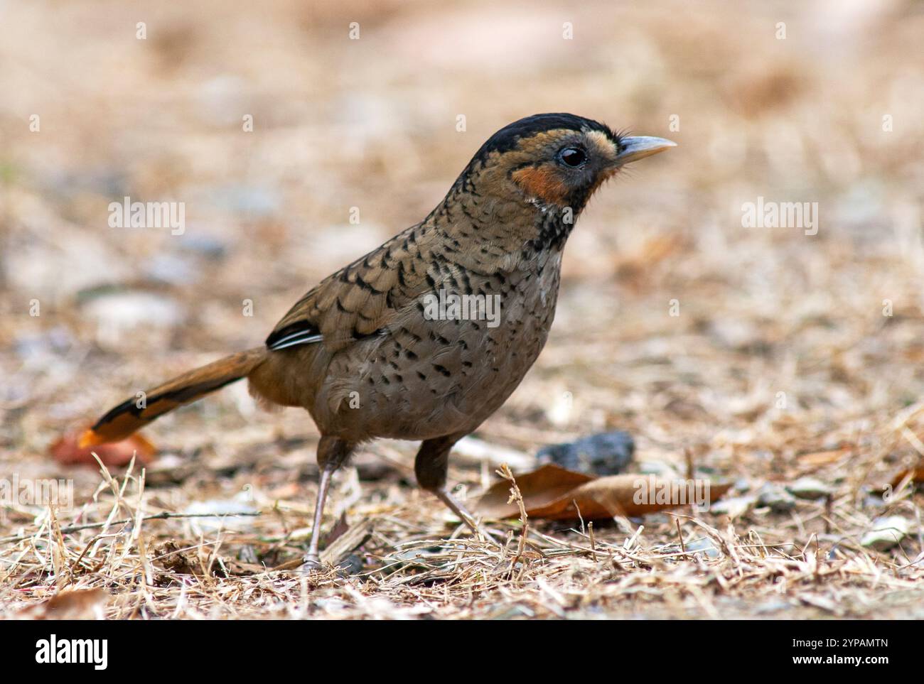 rufous-chinned laughing thrush (Garrulax rufogularis, Ianthocincla ...