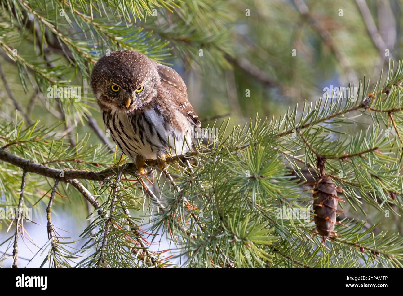 Mountain pygmy owl, Northern pygmy owl (Glaucidium gnoma), perching on ...
