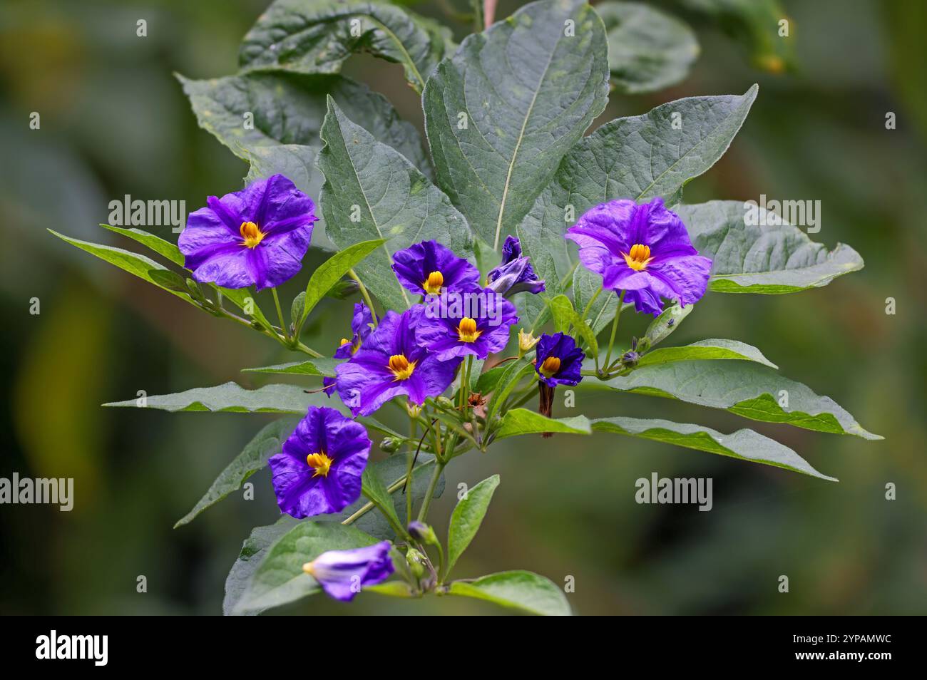 Blue solanum shrub, Paraguay nightshade, Blue potato bush (Solanum ...