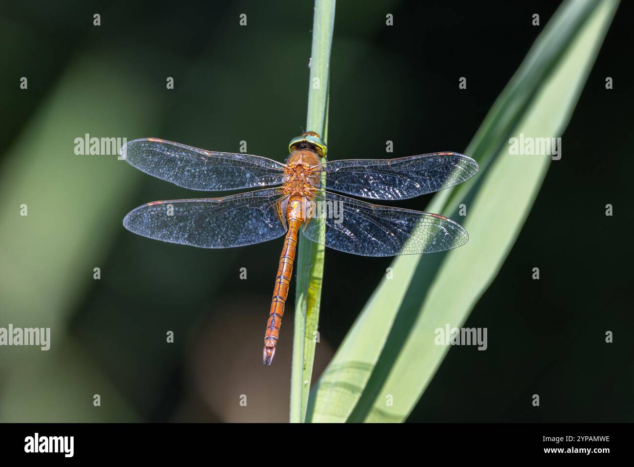 Norfolk aeshna, Norfolk hawker (Aeshna isoceles), Male sitting on a ...