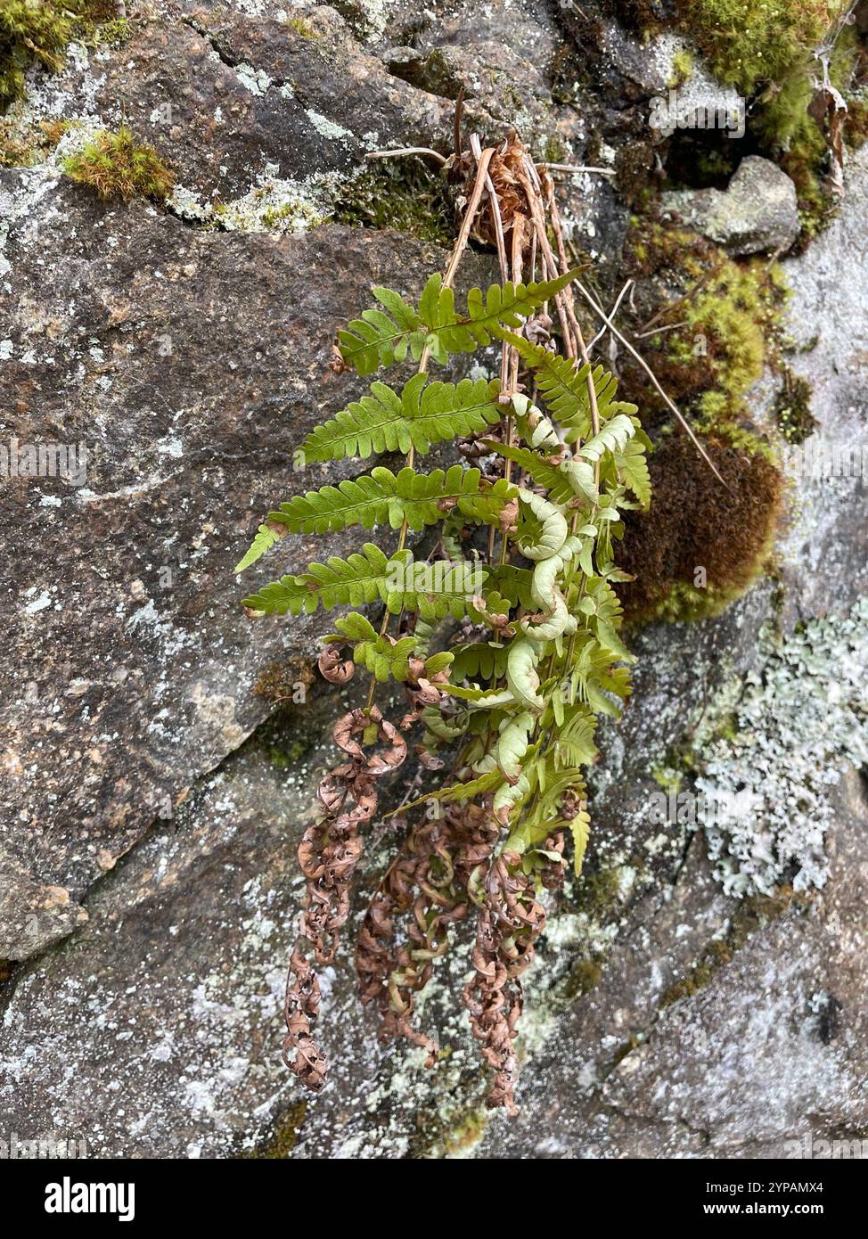 marginal wood fern (Dryopteris marginalis Stock Photo - Alamy