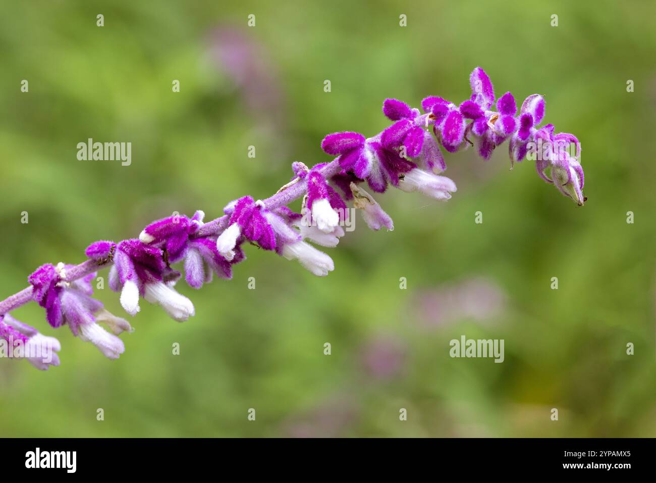 Mexican sage (Salvia leucantha), inflorescence, Madeira Stock Photo - Alamy