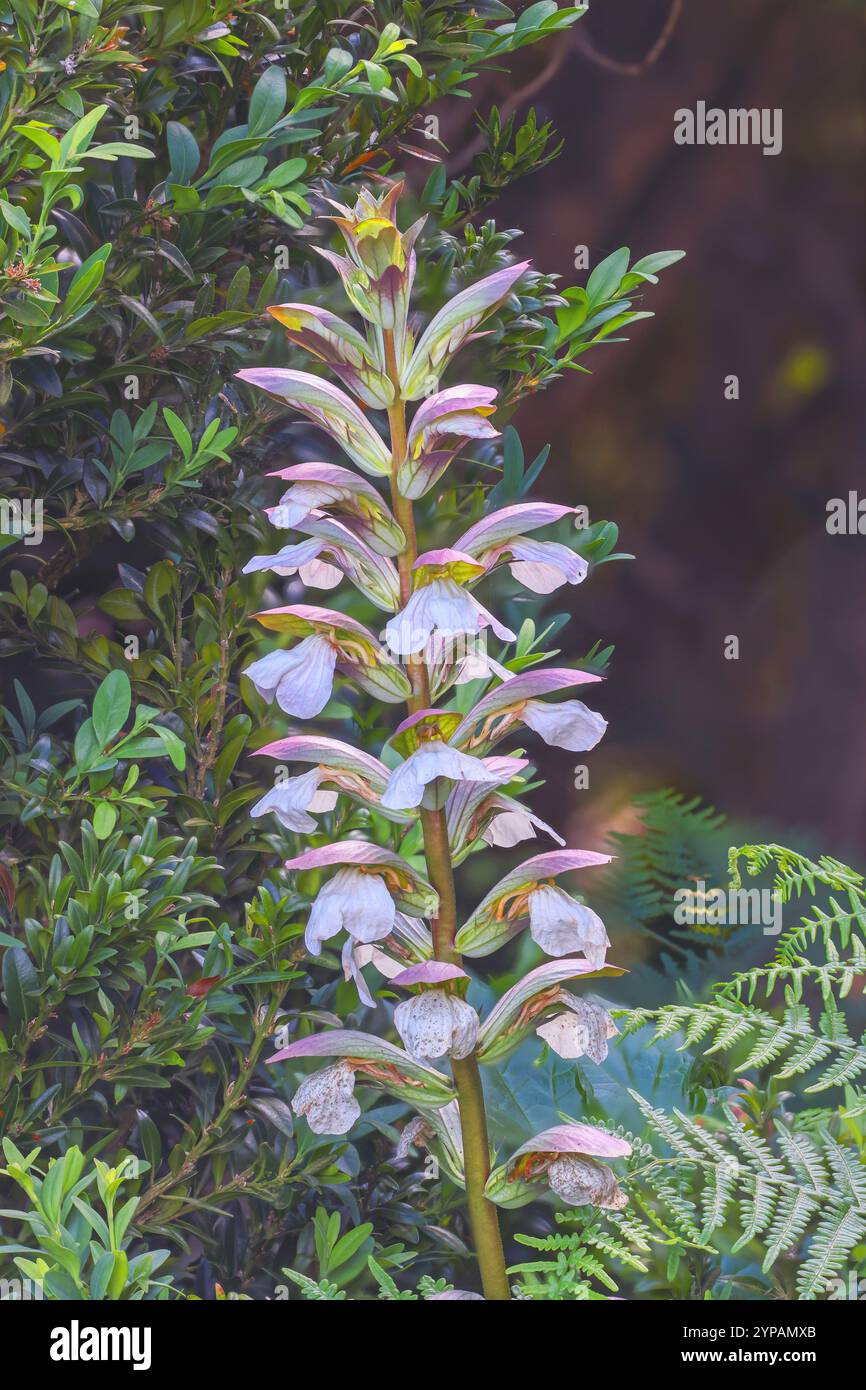 bear's breech, bear's breeches, sea dock, bear's foot plant, sea holly ...