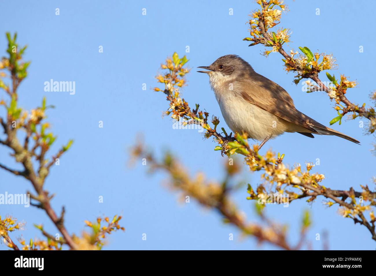 Lesser whitethroat (Sylvia curruca, Curruca curruca), sitting on a ...