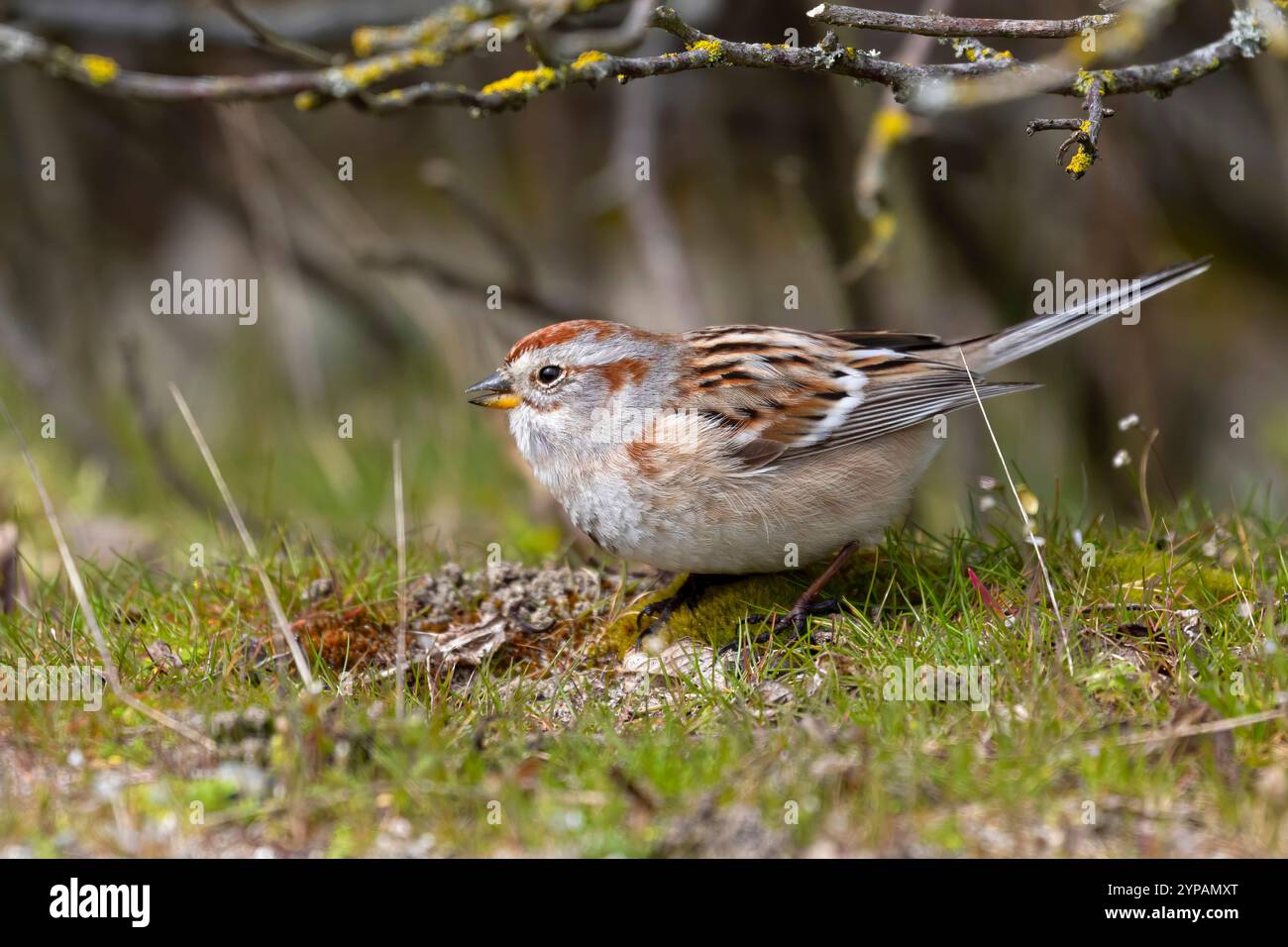 American tree sparrow (Spizella arborea, Spizelloides arborea ...