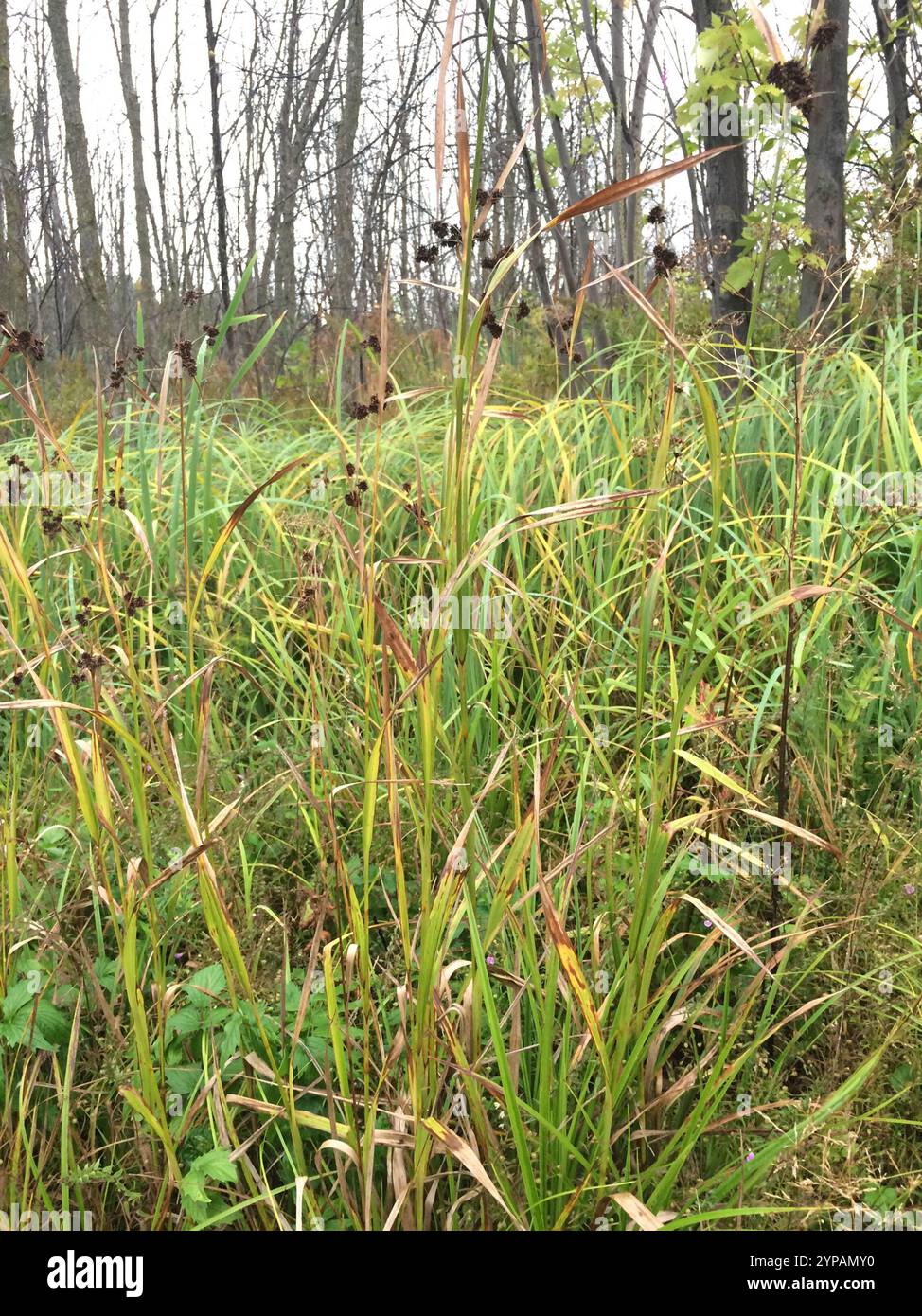 dark green bulrush (Scirpus atrovirens Stock Photo - Alamy