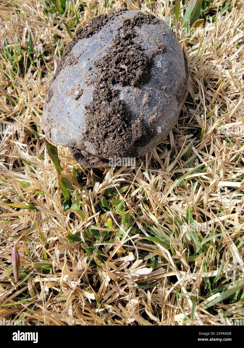Eastern Mud Turtle (Kinosternon subrubrum Stock Photo - Alamy