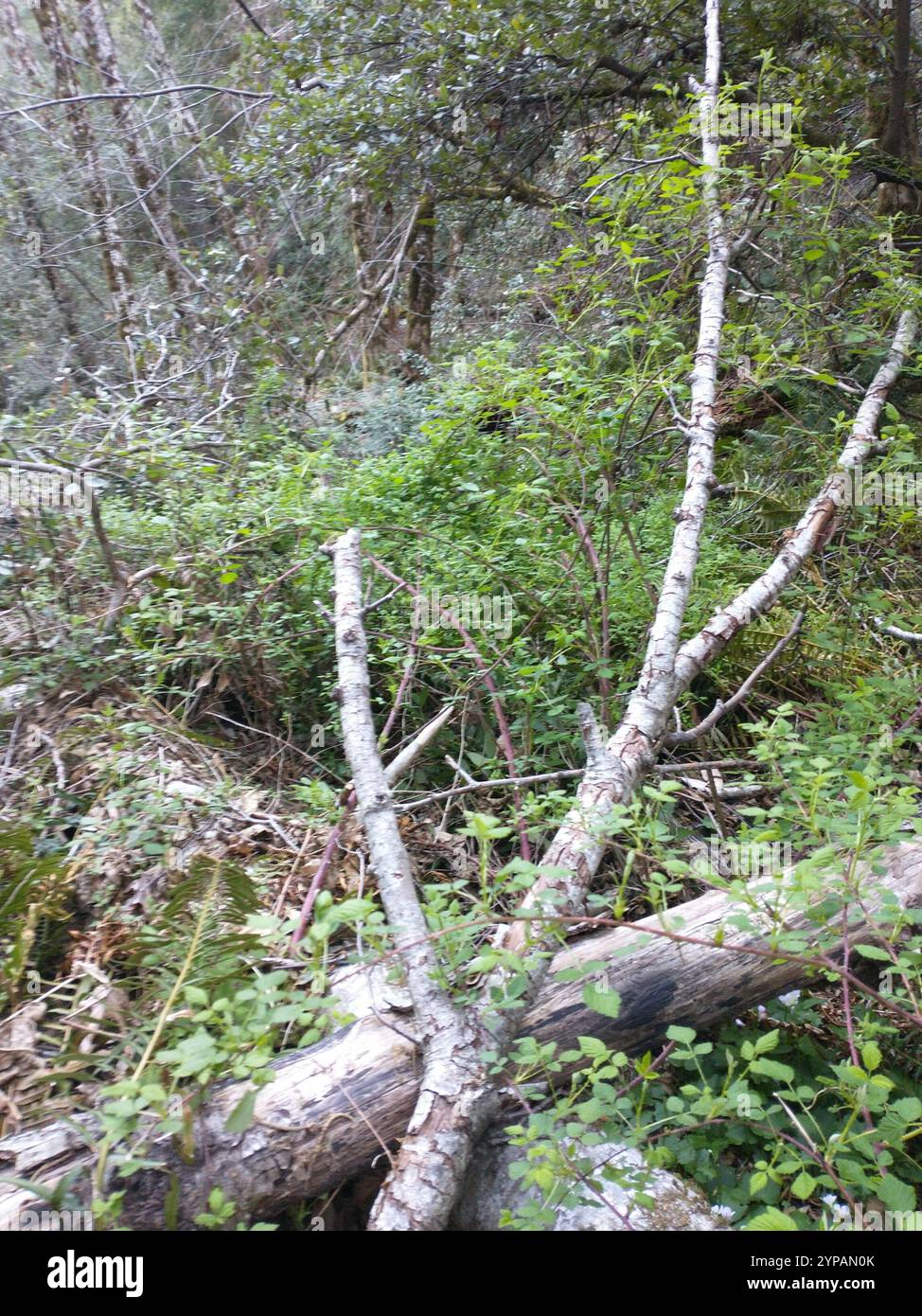 whitebark raspberry (Rubus leucodermis Stock Photo - Alamy