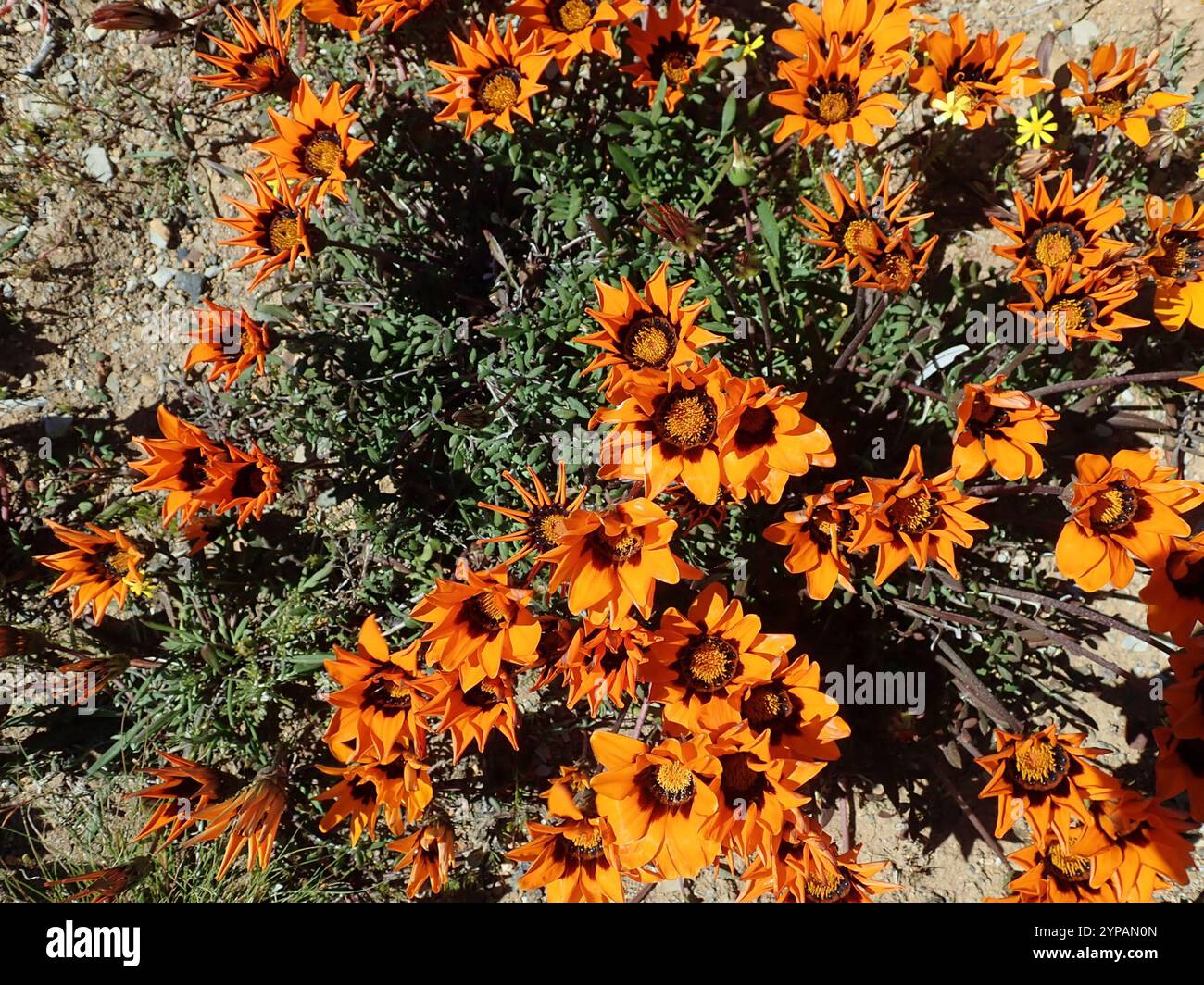 Treasure Flowers (Gazania Stock Photo - Alamy