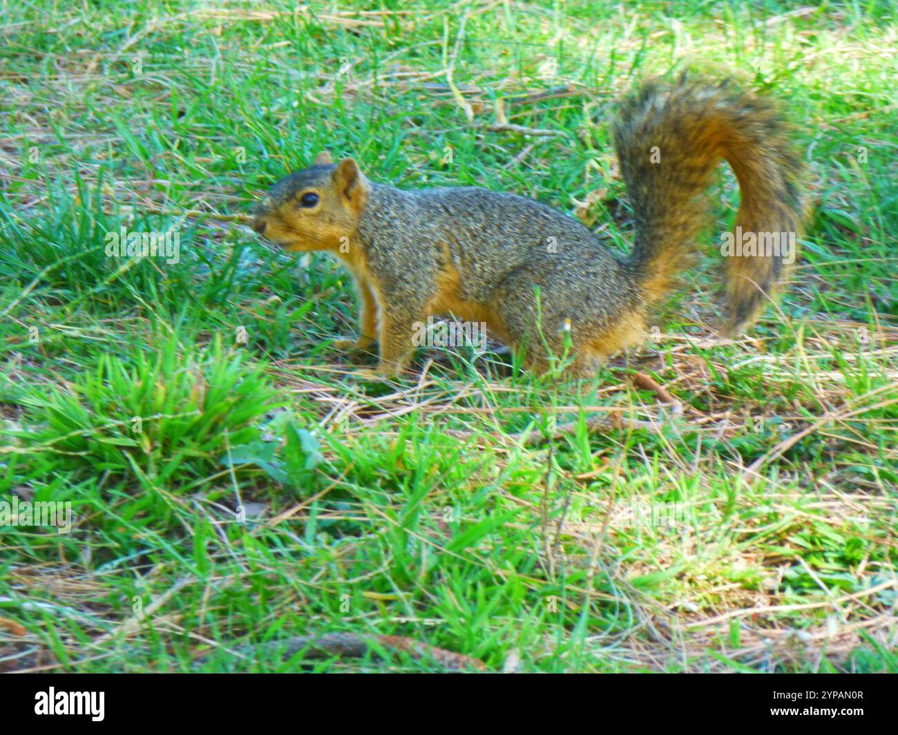 Eastern Fox Squirrel (Sciurus niger Stock Photo - Alamy
