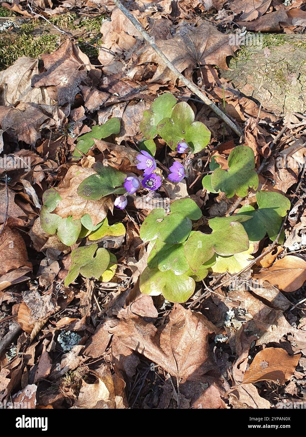 Liverleaf (Hepatica nobilis Stock Photo - Alamy